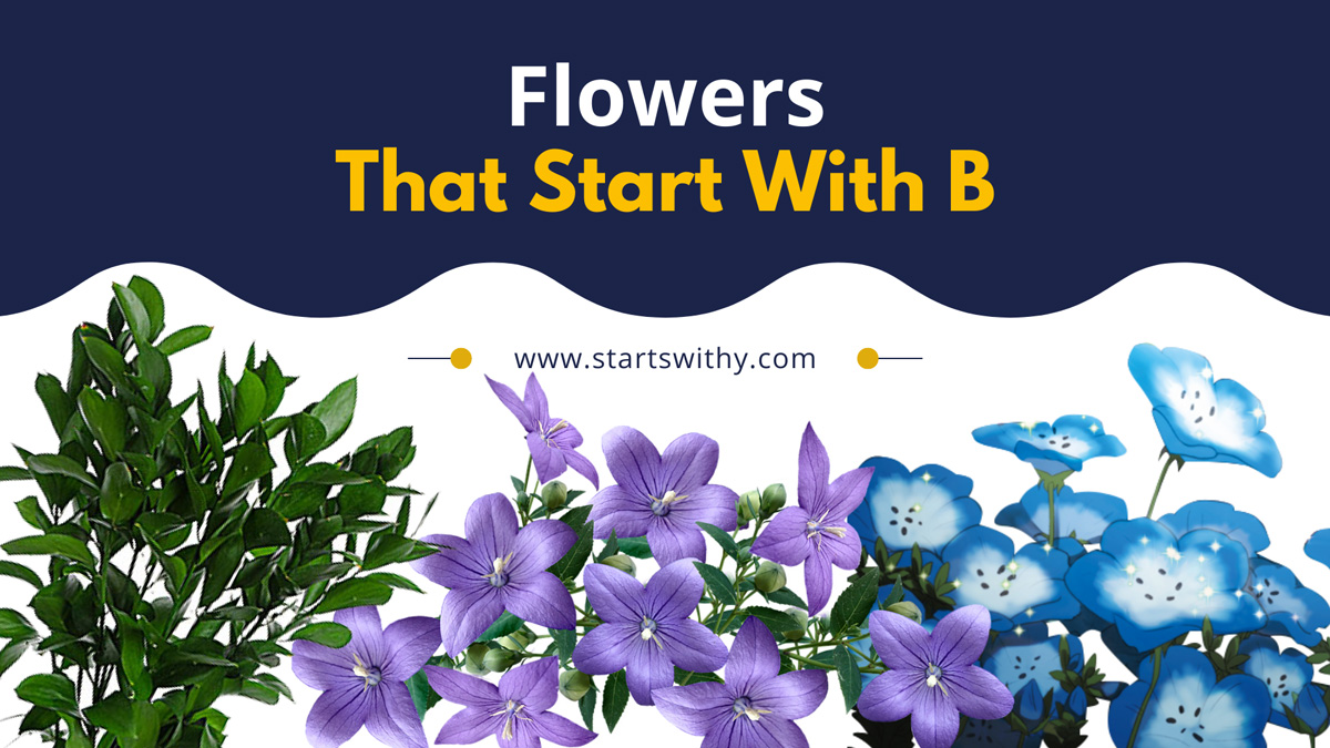 List Of 23 Flowers That Start With B - Complete List