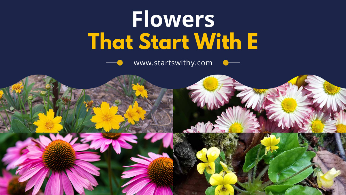 List Of 20 Flowers That Start With E – Complete List