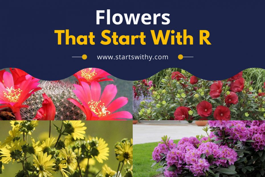 List Of 35 Flowers That Start With R Complete List