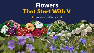 List Of 35 Flowers That Start With W – Complete List