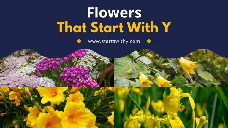 List Of 39 Flowers That Start With S – Complete List