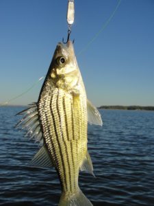 110+ Fishes That Start With B