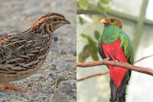 List Of Common Birds With A-Z