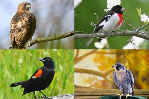 List Of Common Birds With A-Z