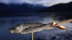 75+ Fishes That Start With C