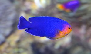 75+ Fishes That Start With C