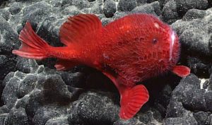 75+ Fishes That Start With C