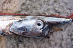 75+ Fishes That Start With C