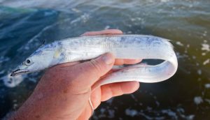 75+ Fishes That Start With C