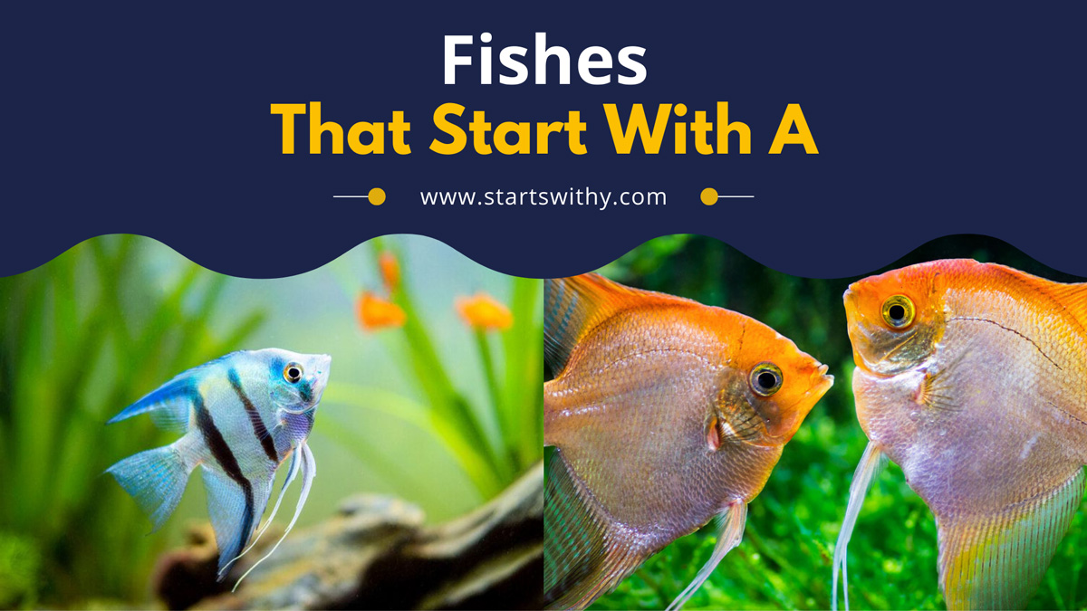 50+ Fishes That Start With A