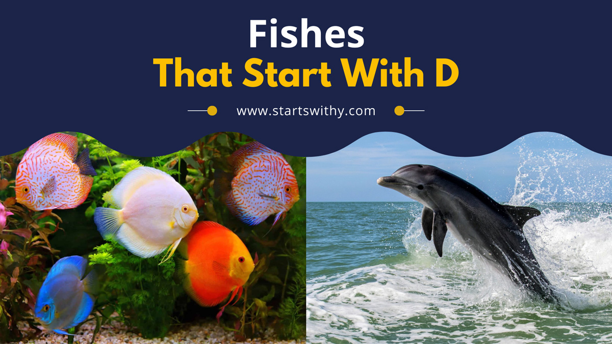 40+ Fishes That Start With D