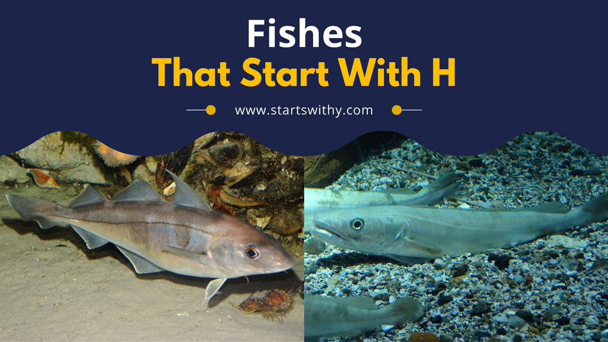 25+ Fishes That Start With H