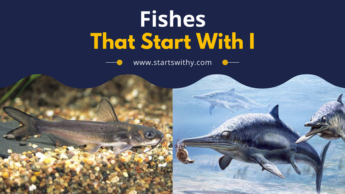 9 Fishes That Start With I