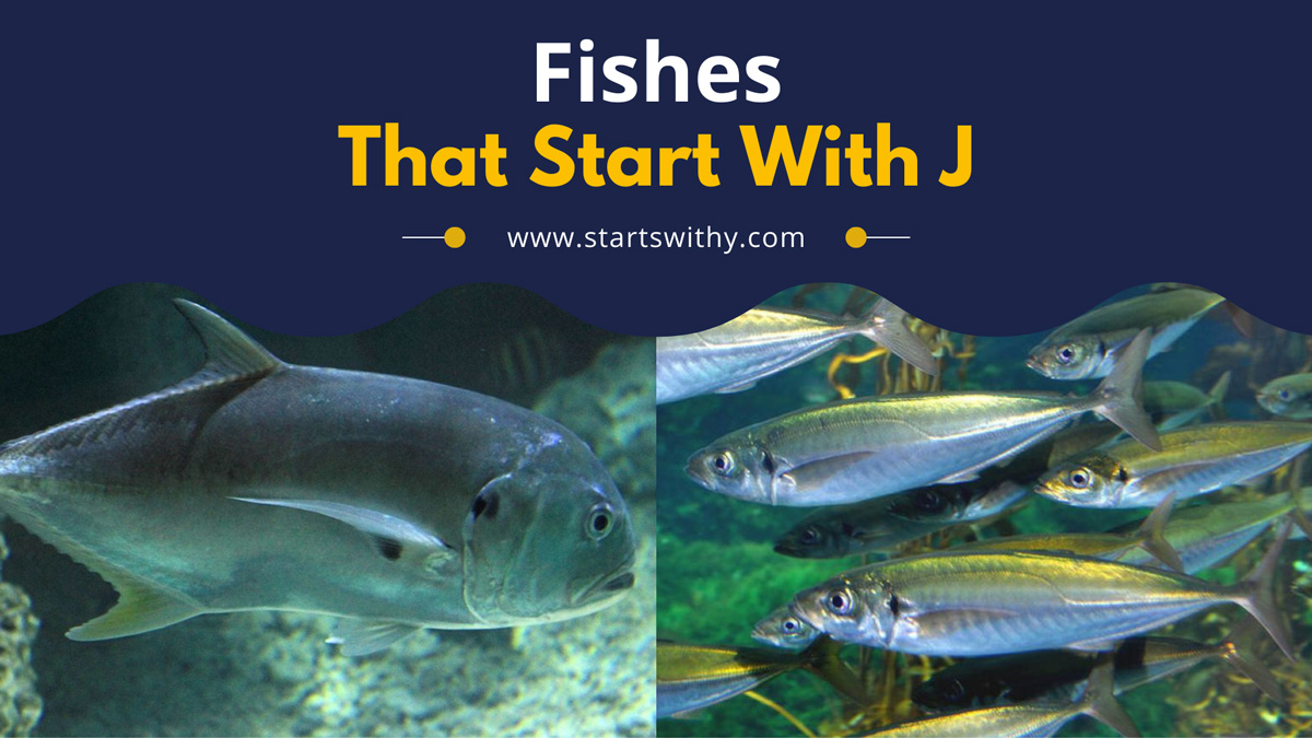 10+ Fishes That Start With J