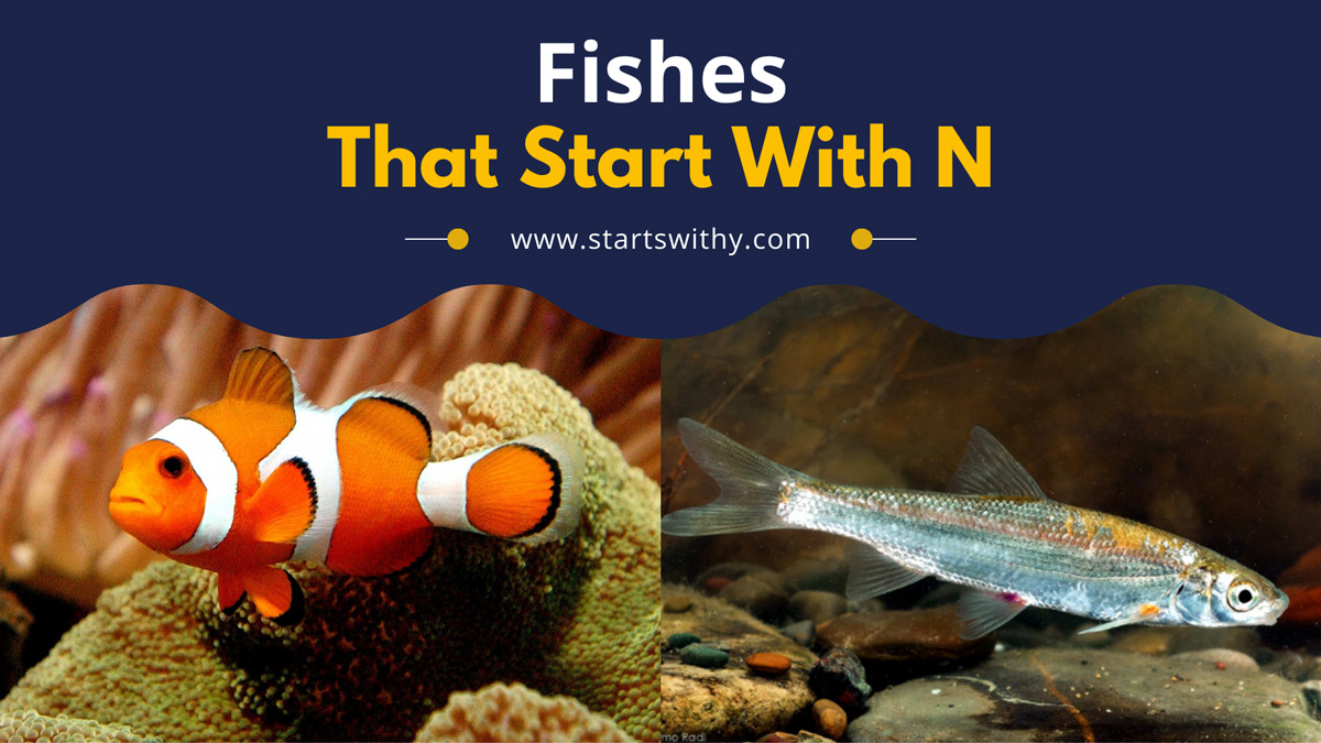 20+ Fishes That Start With N