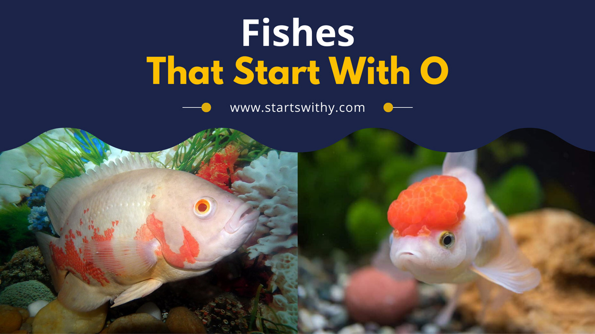 20+ Fishes That Start With O