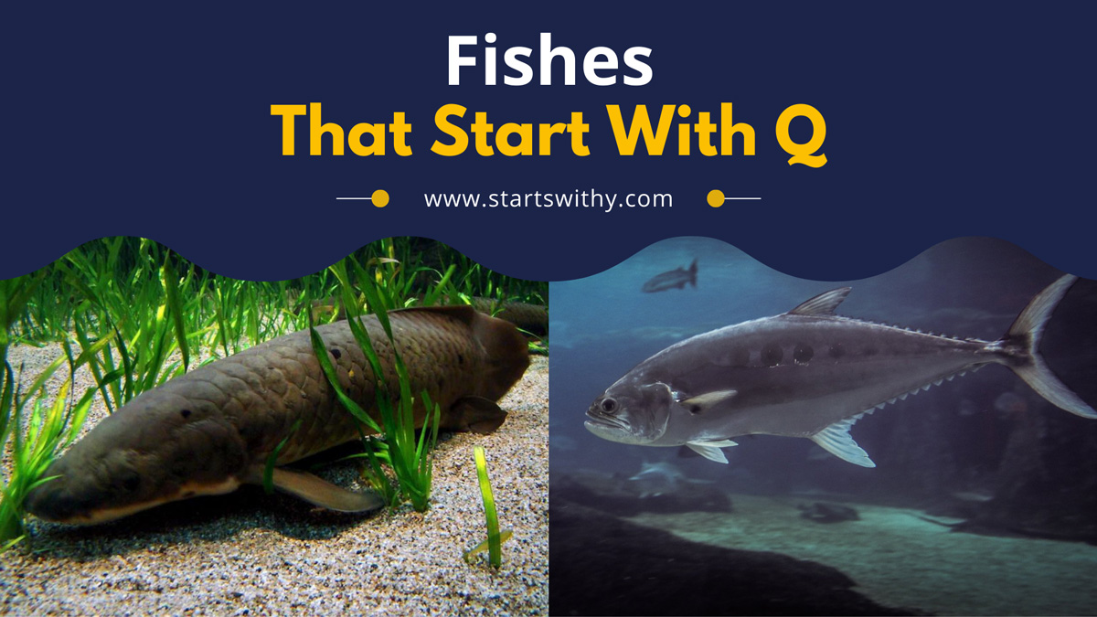 7 Fishes That Start With Q