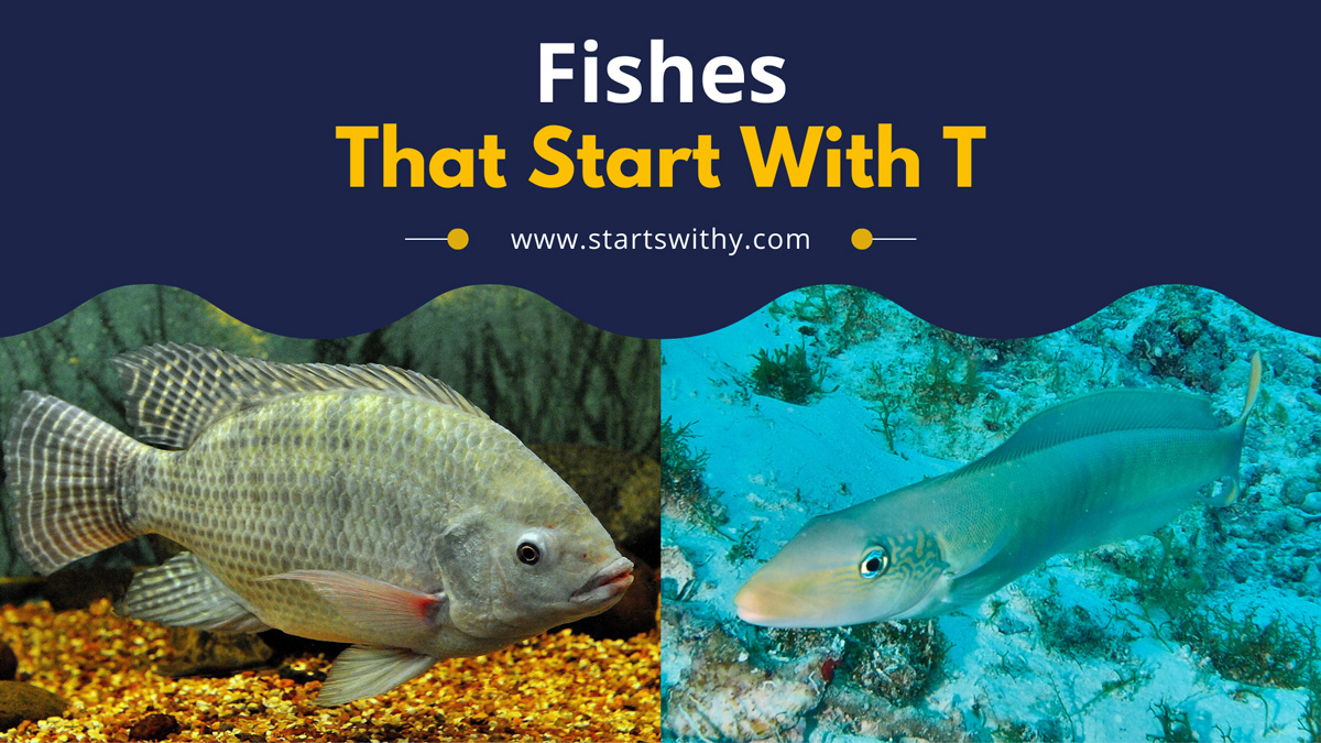 60+ Fishes That Start With T