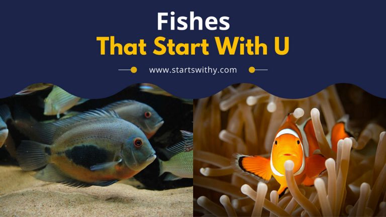 75+ Fishes That Start With C