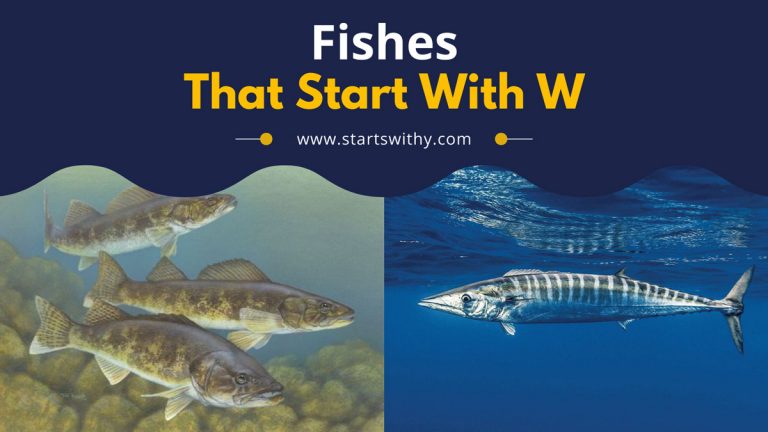 25+ Fishes That Start With Y