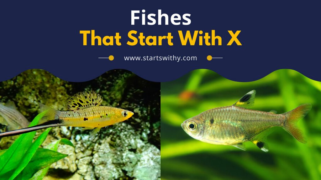 60+ Fishes That Start With T