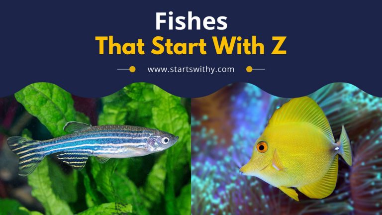 75+ Fishes That Start With C