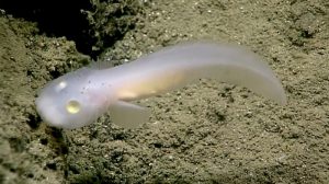 60+ Fishes That Start With G