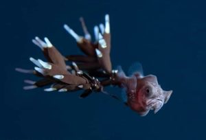 60+ Fishes That Start With G