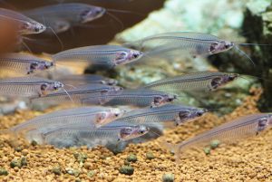 60+ Fishes That Start With G