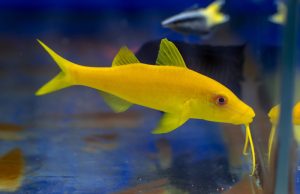 60+ Fishes That Start With G