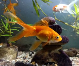 60+ Fishes That Start With G