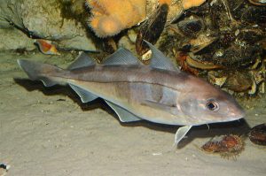 25+ Fishes That Start With H