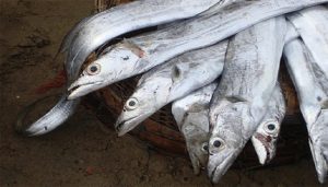 25+ Fishes That Start With H