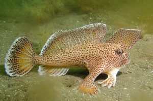 25+ Fishes That Start With H