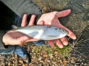 25+ Fishes That Start With H