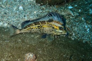 25+ Fishes That Start With H