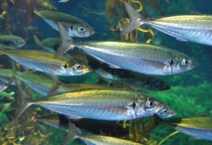 10+ Fishes That Start With J