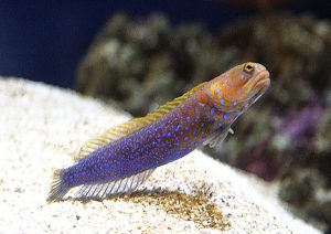 10+ Fishes That Start With J