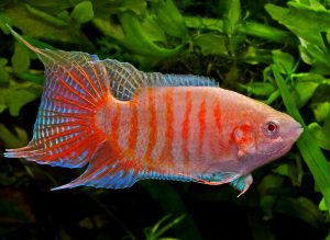 50+ Fishes That Start With L