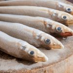 50+ Fishes That Start With L