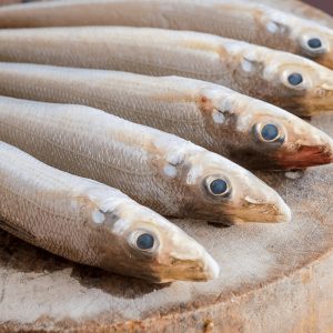 50+ Fishes That Start With L