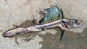 50+ Fishes That Start With L