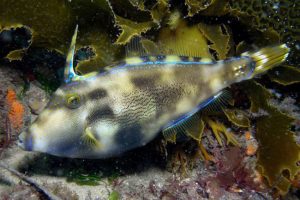 50+ Fishes That Start With L