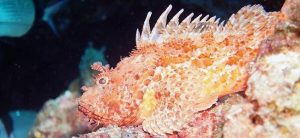 50+ Fishes That Start With M