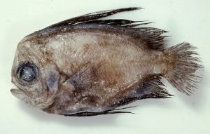 50+ Fishes That Start With M