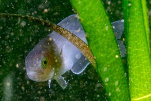 50+ Fishes That Start With M