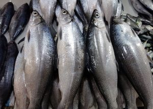 50+ Fishes That Start With M