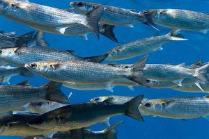 50+ Fishes That Start With M