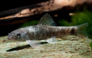 20+ Fishes That Start With N