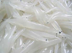 20+ Fishes That Start With N